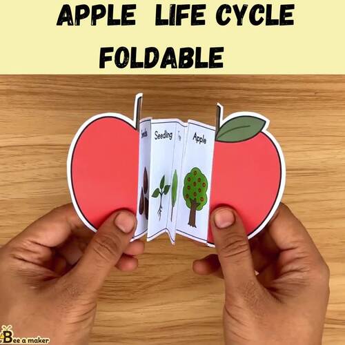 Apple Life cycle foldable by Bee a maker | TPT