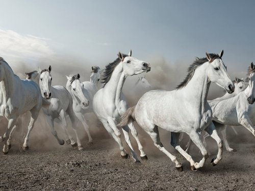 Arts and Social Sciences - Gallop! by Rhythm Rhyme and Reason | TPT