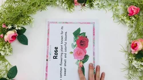 2nd Grade Spring Rose Flower Nonfiction Reading RI.2.1 Ask & Answer ...