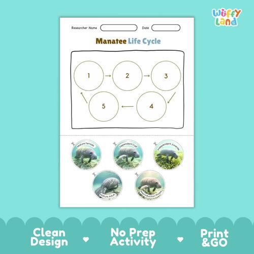 Manatee Life Cycle Poster Activity | Science Graphic Organizer Worksheet