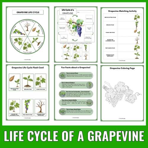 Grapevine Life Cycle Worksheet | Pant Diagram Cut Paste Flashcards ...