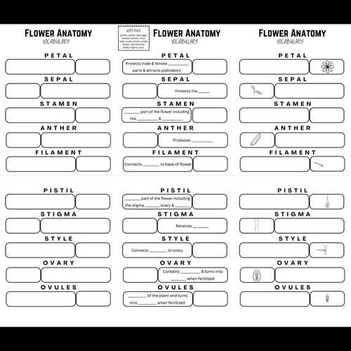 Flower Anatomy - Vocabulary Sheet by Middle School Science Enhancement
