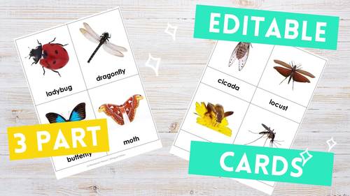 Insects and Arachnids Vocabulary 3 Part Cards - Editable Montessori