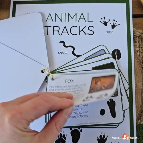 British Animal Tracks Guide | Animal Tracking for Kids | United Kingdom ...