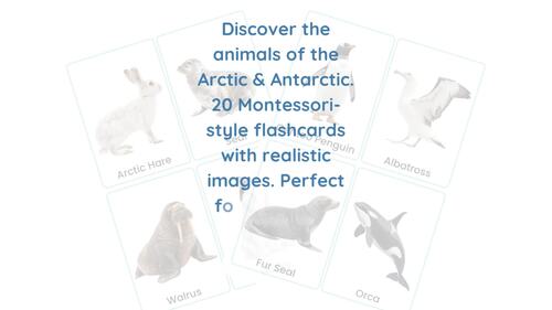 Polar Animals Flashcards – 20 Realistic Picture Cards Educational Learning