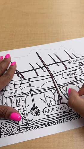 Parts of the Skin Diagram, Vocabulary Labeling Project, Integumentary ...