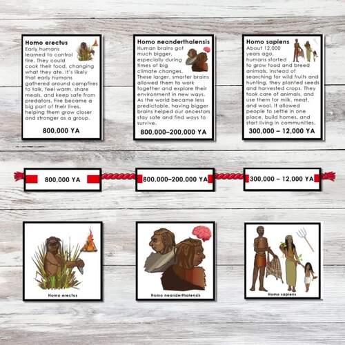 Human Evolution Timeline Characteristics Third Great Lesson 3-Part Cards