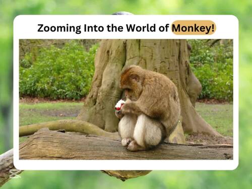 NO PREP All About Monkey Presentation, a Wild Animal Adventure 3rd-6th ...