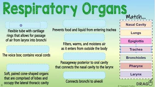 RESPIRATORY SYSTEM ~Digital Resource for Google Slides~ ANATOMY | TPT