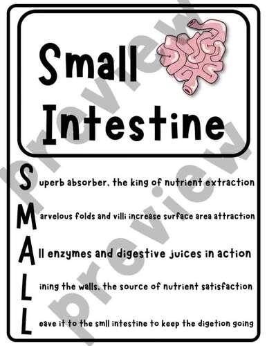 Science Poems | Human Body Organs Poetry | Acrostic Poems Posters Packet