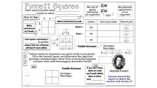 Punnett Squares Doodle Notes & Quiz + PowerPoint | Genetics & Heredity ...