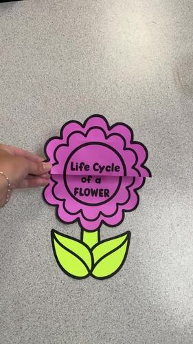 Life Cycle of a Flower Plant Craft and Spring Activities for ...