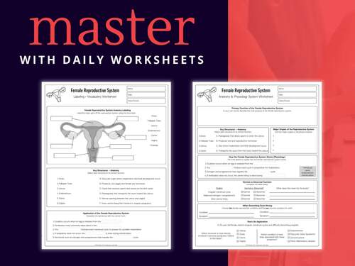 Female Reproductive System Worksheets + Answer Key | A&P | Mini-Series