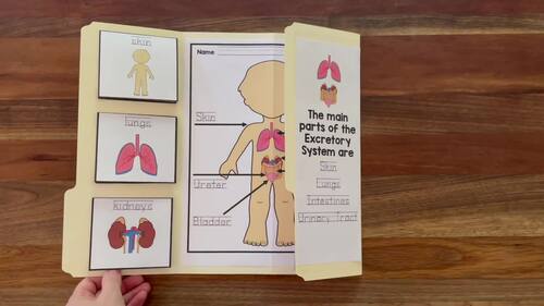 Excretory System Lapbook Human Body Activities Human Body Systems