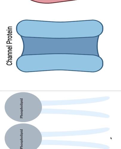 Master Cell Transport: Interactive Desktop Manipulative and Practice ...