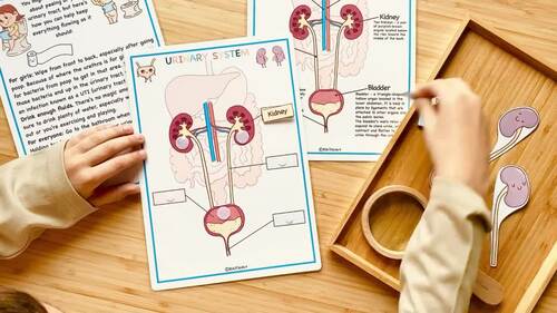 Human Urinary System Learning Bundle Human Body Unit Study About Me ...