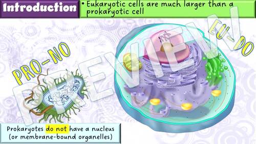 Animal and Plant Cell Organelles 2-Lesson Bundle | PPT, Notes, 2 FUN ...