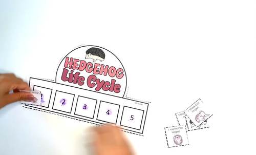 Hedgehog Life Cycle l All about Hedgehogs l Hedgehog Unit by DN Creations