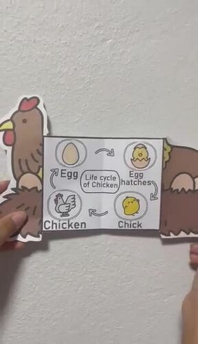 end of year craft activities liffe cycle of a chicken | summer activities