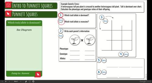 Intro to Punnett Squares Interactive Diagram by Science With Mrs Lau