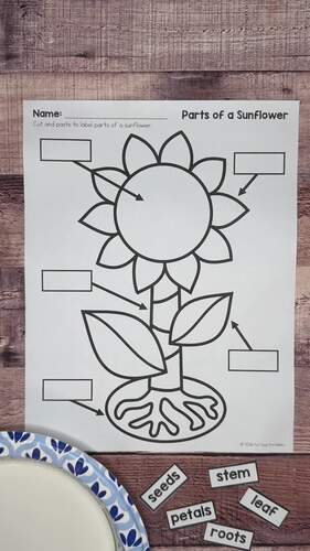 Parts of a Plant Craft | Label a Sunflower Activity | Sunflower Craft ...