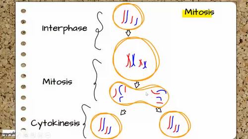 Mitosis Cell Division slides notes presentation for middle school