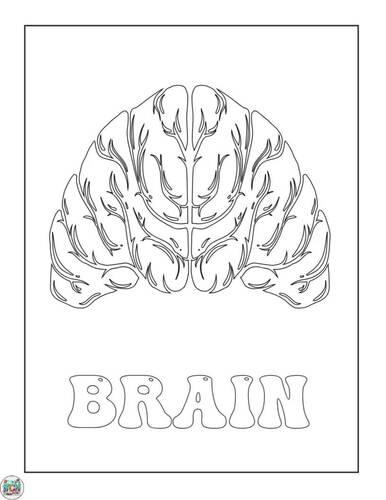 Human Body Systems Activities for Pre-K to 3rd Grade | Human Anatomy ...