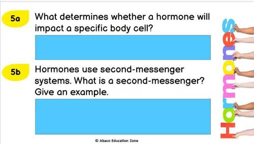 Hormones Digital Google Slidesᵀᴹ and Print Endocrine System Activity