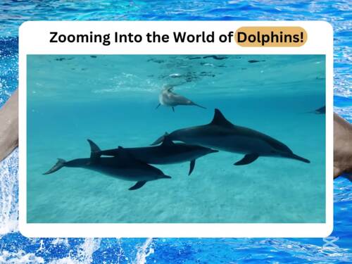 NO PREP All About Dolphin Presentation, a Wild Animal Adventure 3rd-6th ...