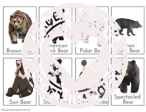 Bears/Montessori Cards/Parts+Life Cycle Of A Bear/Hibernation/Venn ...