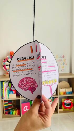 Système Nerveux | Systèmes Corps humain | French Nervous System Activity