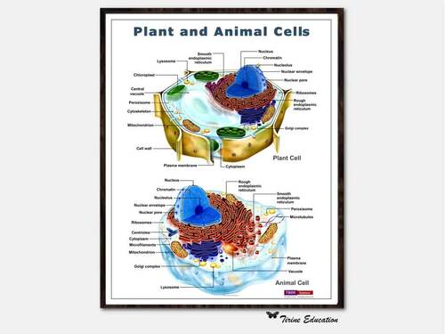 Cell Biology Poster Set by Tirine Education | TPT