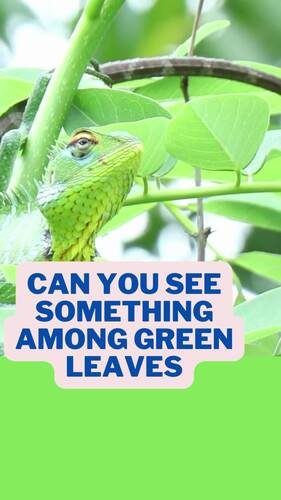 Matter Recycling and Energy Flow in Ecosystems: PowerPoint, Notes & MCQs