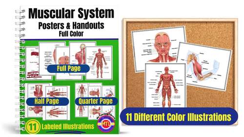 Muscular System | Posters and Handouts by My Teaching Library | TPT