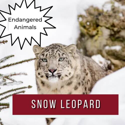 Snow Leopard | Endangered Animal research page for animal report
