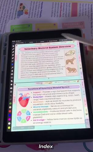 Veterinary Skeletal System, Animal Skeleton Flashcards Vet Skeletal ...