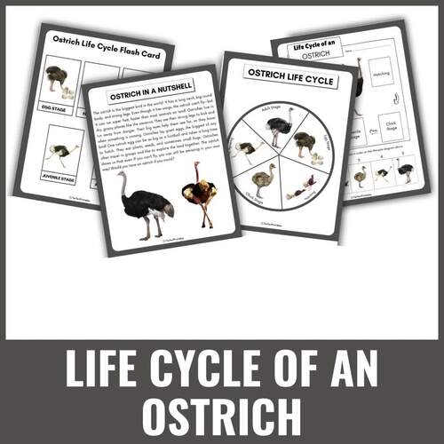 Ostrich Life Cycle Worksheet | Bird Science Unit Study With Fun Facts!