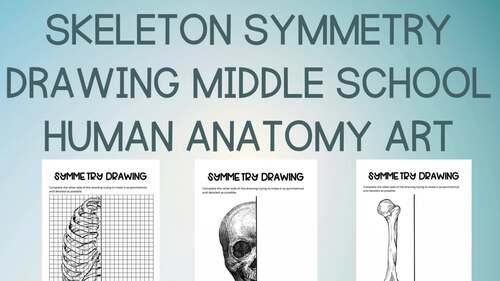 Skeleton Symmetry Drawing Middle School Human Anatomy Art | TPT