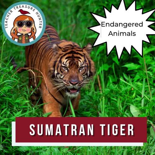 Tiger research Endangered Animal report | Sumatran Tiger information page