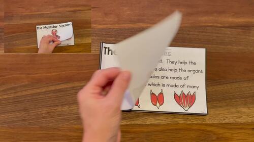 Muscular System Mini Reader Set Human Body Muscles Book | TPT
