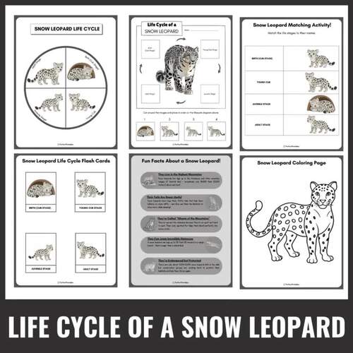 Snow Leopard Life Cycle Worksheet | Animal Science Unit Study & Fun Facts!