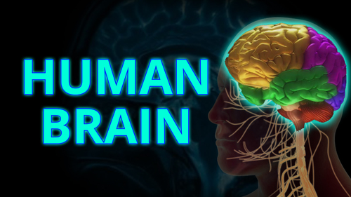 The Parts & Functions of Human Brain - Cerebrum | Science | Biology ...