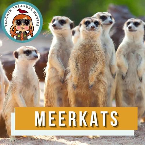 Meerkats African Animals Report Grasslands Animal Research the Meerkat