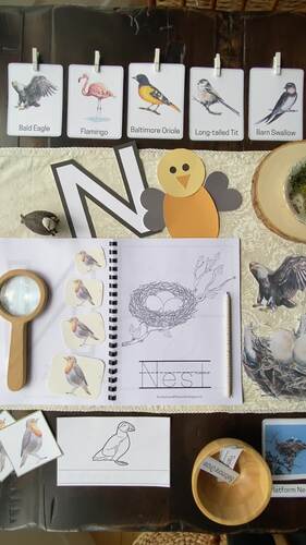 Nesting Birds Nature Study by For the Love of Homeschooling | TPT