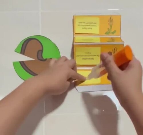 Life Cycle of a Bean Tomato Carrot Plant Craft Activity Fall Science ...