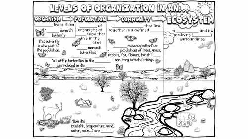 Ecosystem Levels of Organization Doodle Notes & Quiz | Organism ...