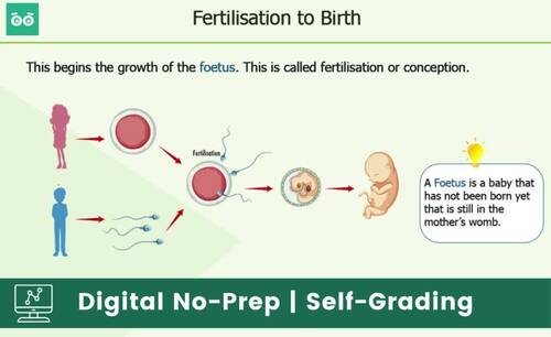 Embryo, Foetus and Baby Development Digital Science Lesson Self-Marking ...