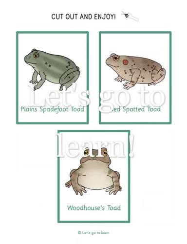 Frogs and Toads Flashcards & Coloring Pages, American Amphibians, Biology