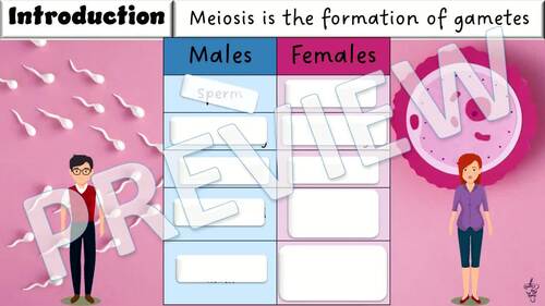 Meiosis Lesson Bundle (PowerPoint Slideshow, Guided Notes, Digital ...