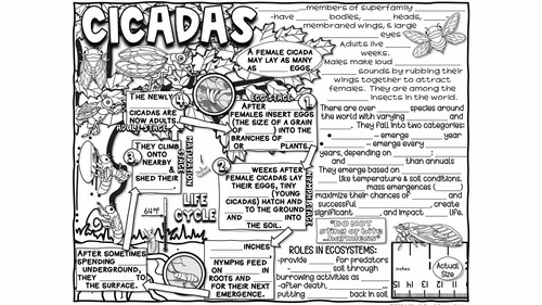 Cicadas Doodle Notes & Quizzes (PDF and Google Form) + PowerPoint ...